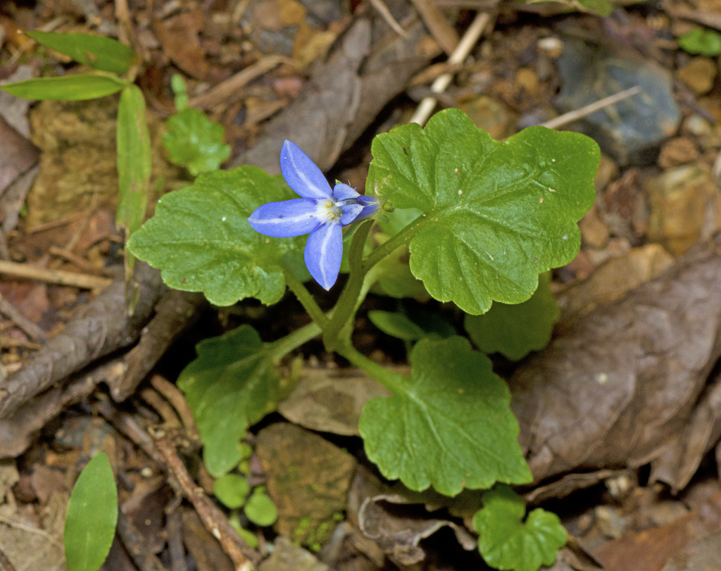 forest lobelia from Mount Glorious QLD 4520, Australia on February 19 ...