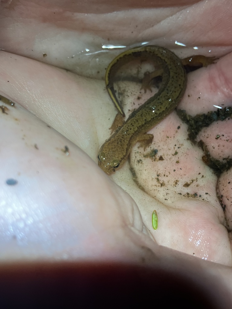 Junaluska Salamander in February 2026 by candiceken · iNaturalist