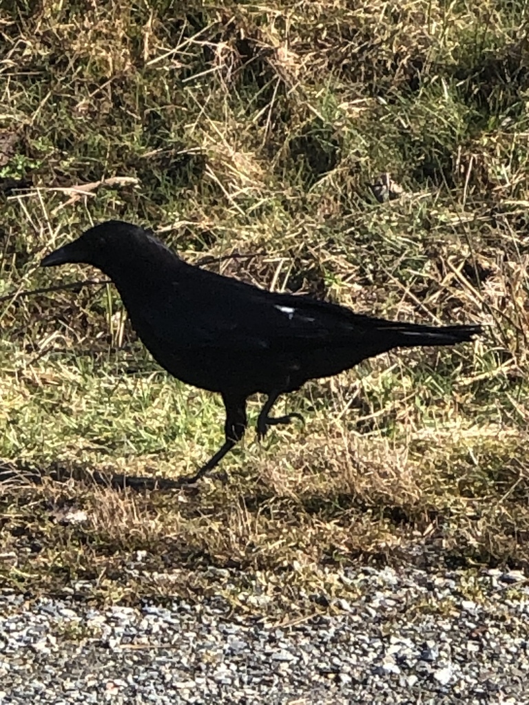 Northwestern Crow from Greater Vancouver, CA-BC, CA on February 19 ...