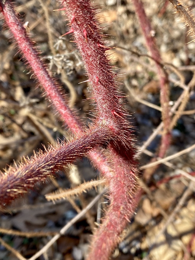 wineberry (Rubus phoenicolasius) - Botanical Realm