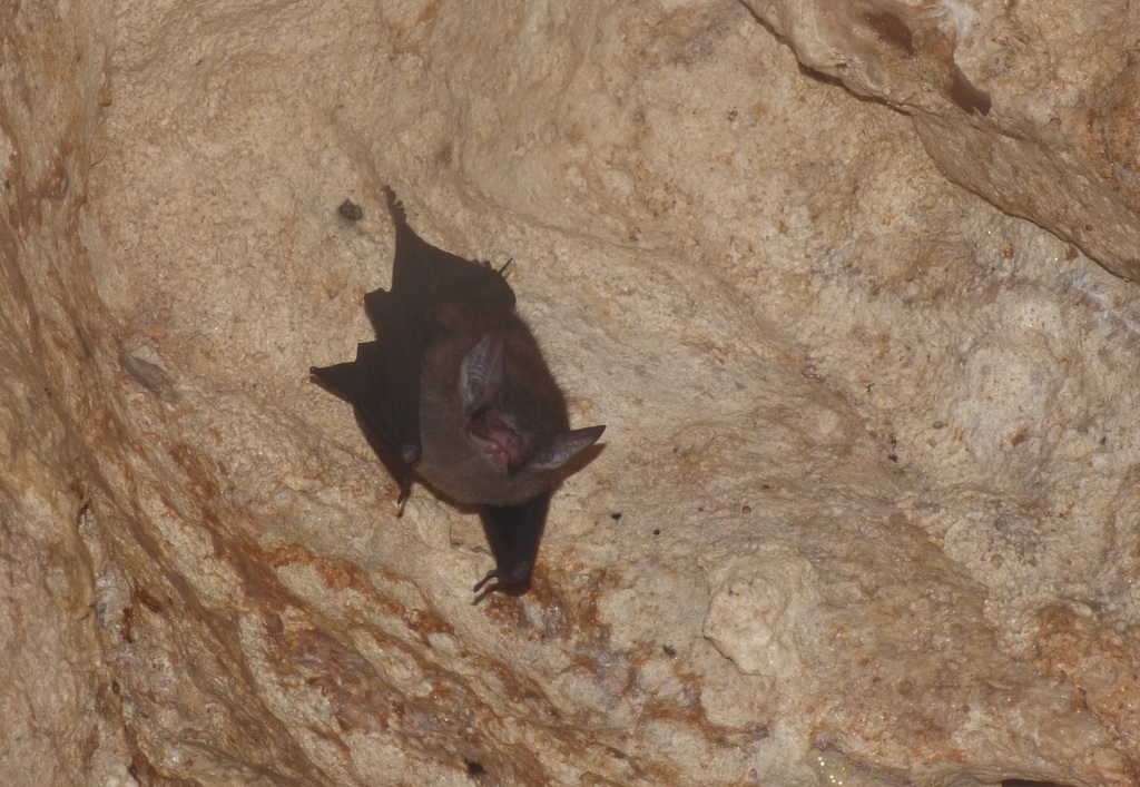Typical Sheath-winged Bats in October 2014 by heliastes21 · iNaturalist