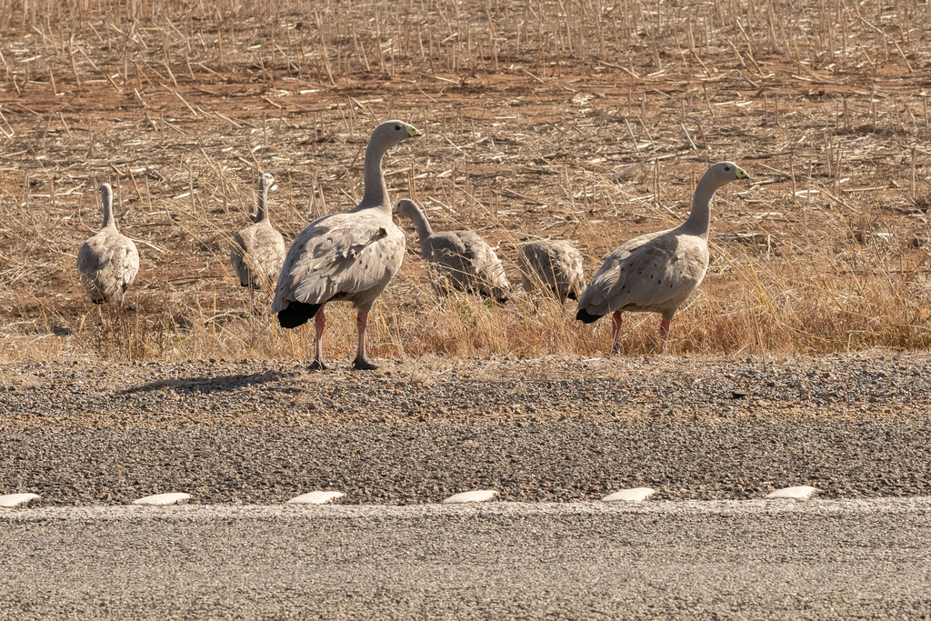 Cape Barren Goose from Louth Bay SA 5607, Australia on April 17, 2025 ...