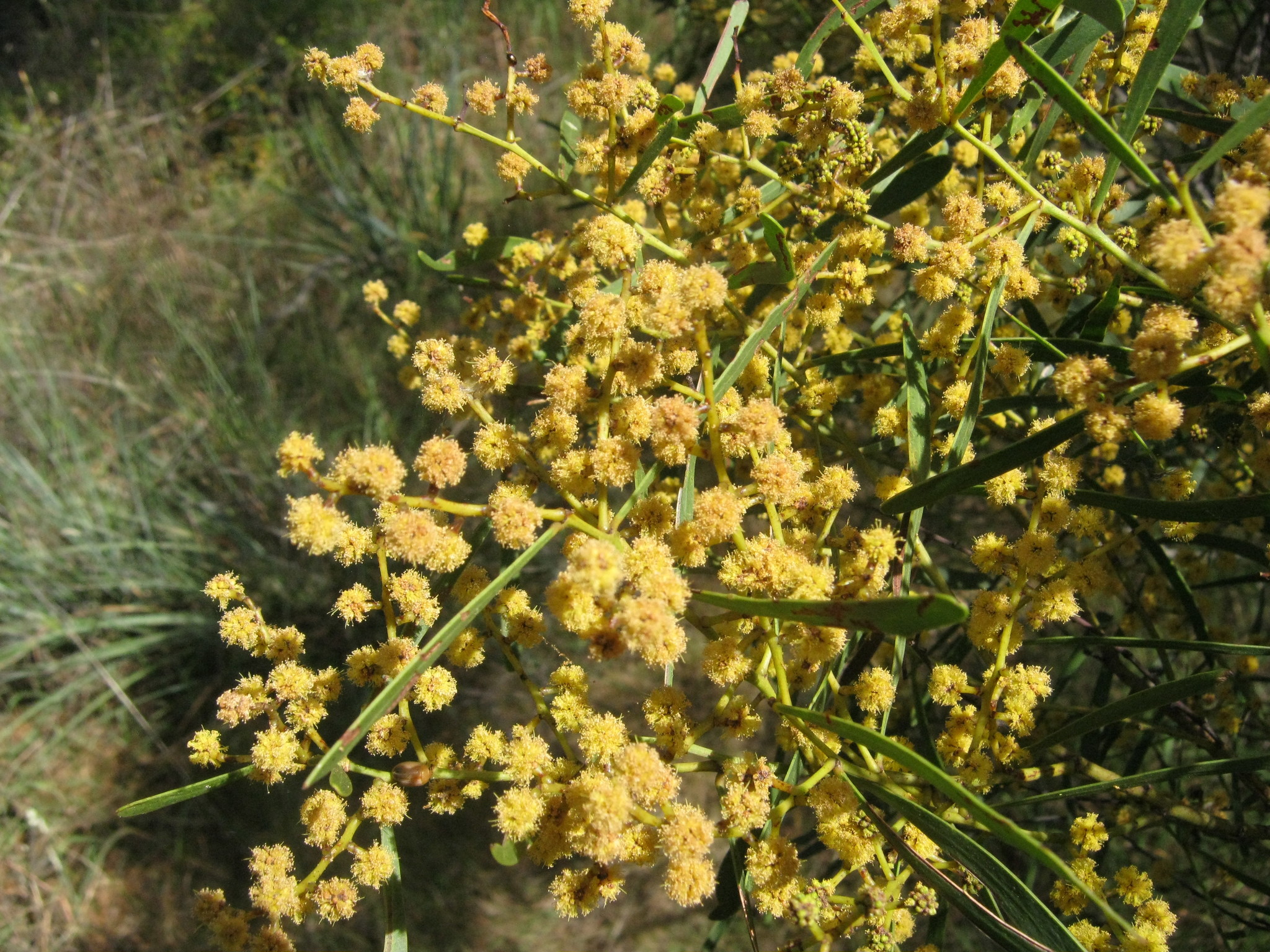 Acacia hakeoides A.Cunn. ex Benth.