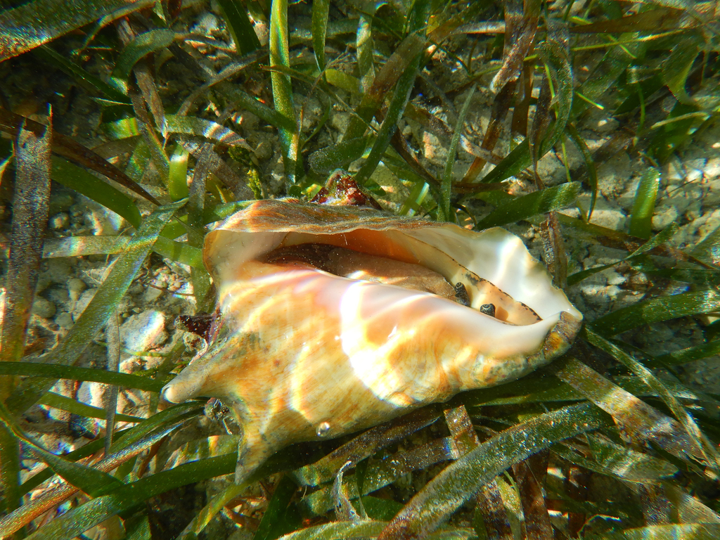 Queen Conch from Stann Creek, Belize on January 26, 2020 at 02:35 PM by ...