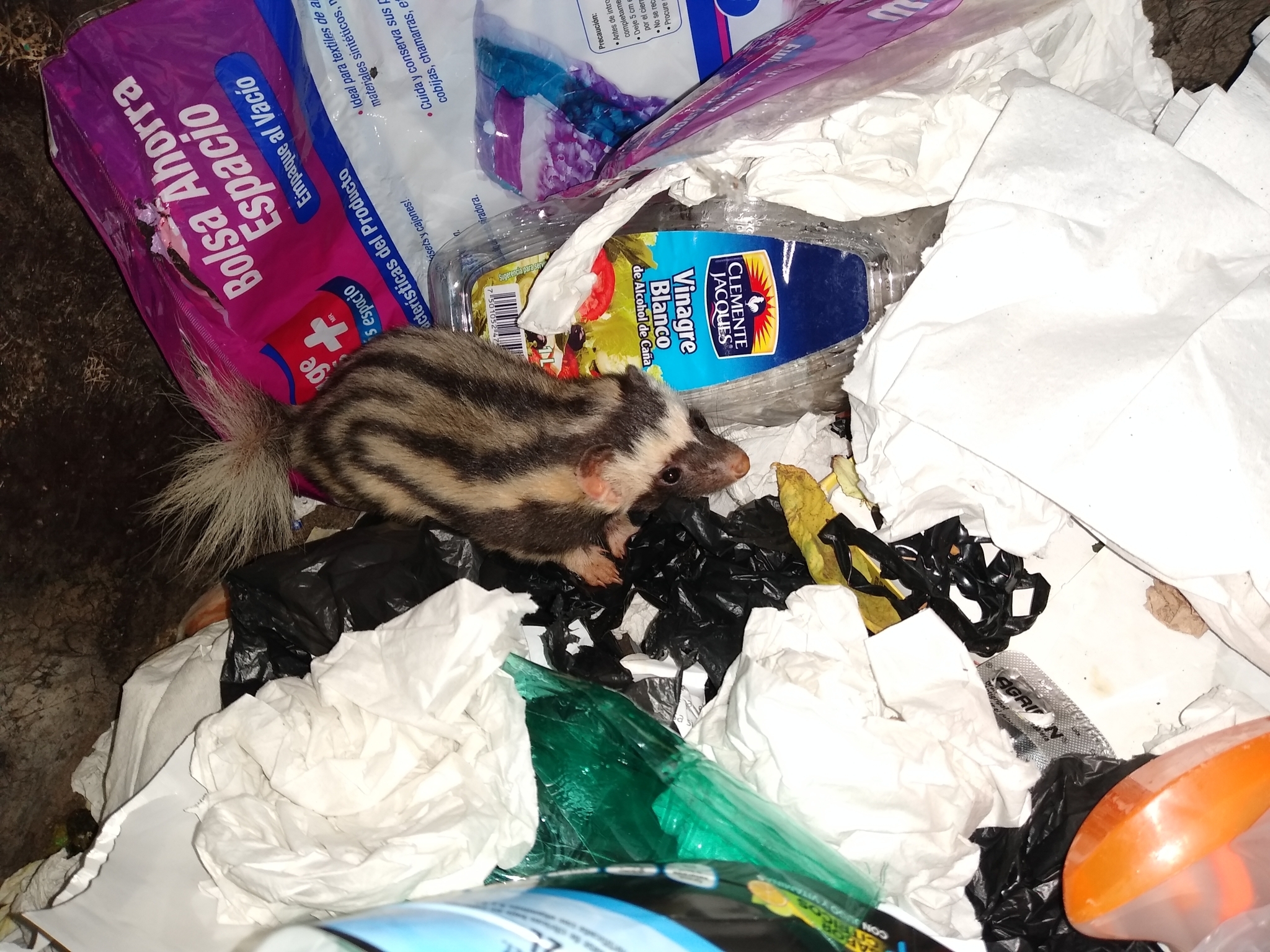 Spilogale pygmaea Thomas, 1898