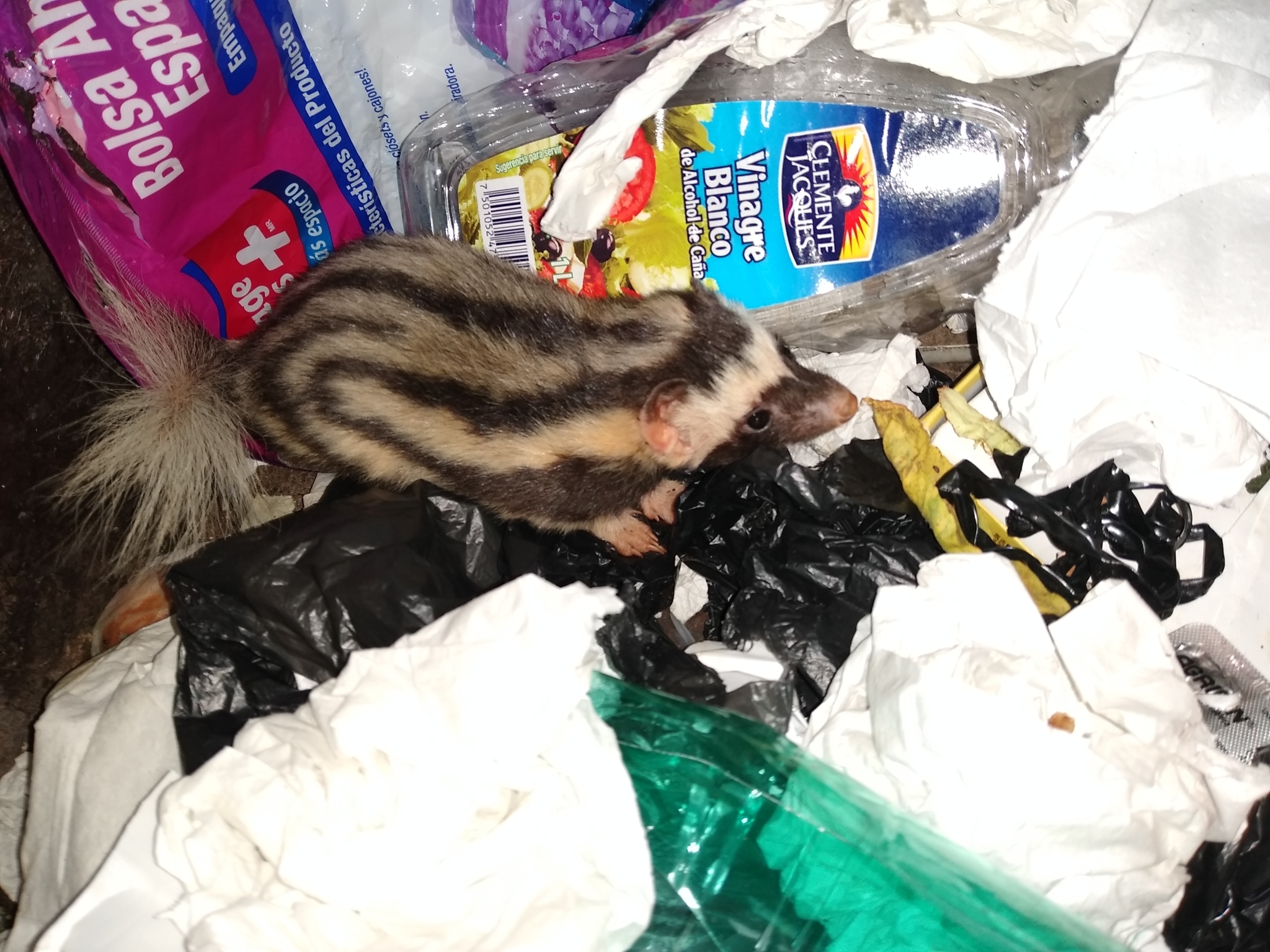 Spilogale pygmaea Thomas, 1898