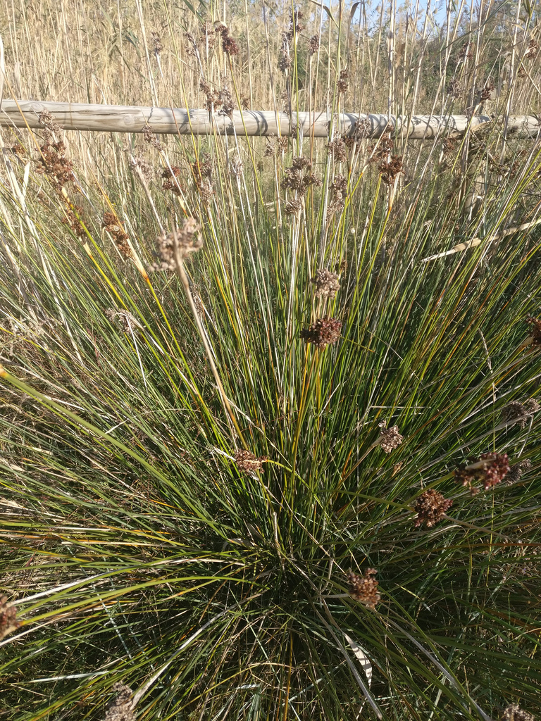 spiny rush from Barcelona, Cataluña, Spain on October 17, 2019 at 10:28 ...