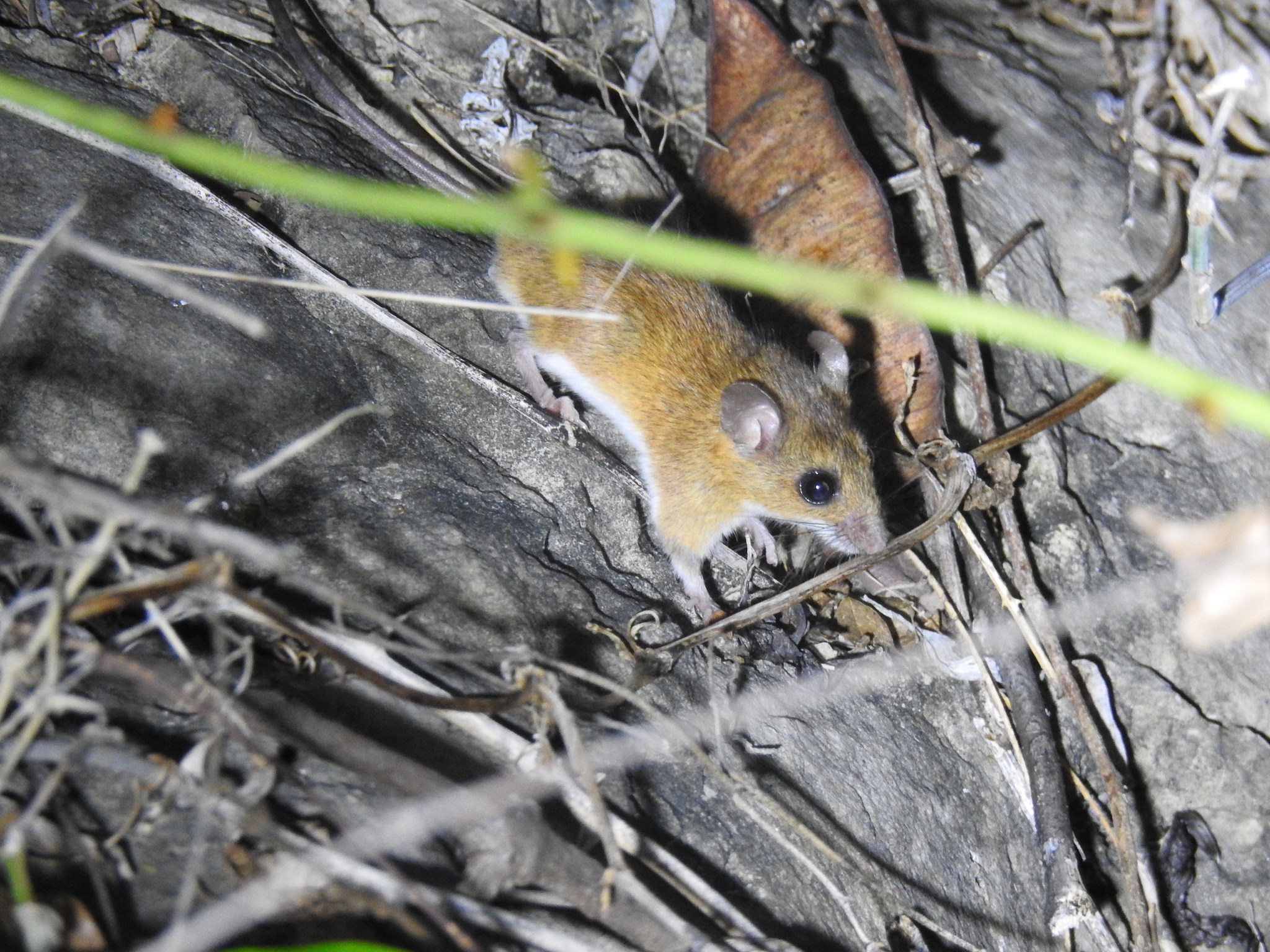 Peromyscus yucatanicus J.A.Allen & Chapman, 1897