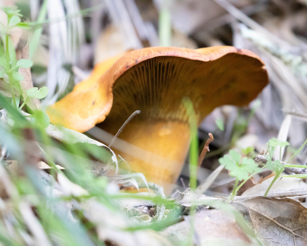 western jack-o'-lantern from Madrone Canyon Trail, Mount Diablo State ...