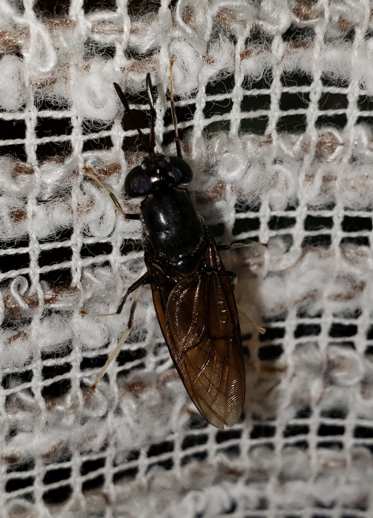 Black Soldier Fly from n.a339, UY-MA, UY on February 19, 2020 at 02:14 ...