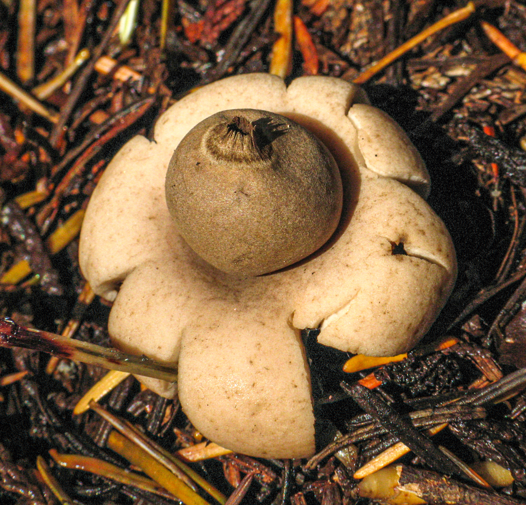 rounded earthstar from Coeur d'Alene National Forest, Idaho, USA on ...