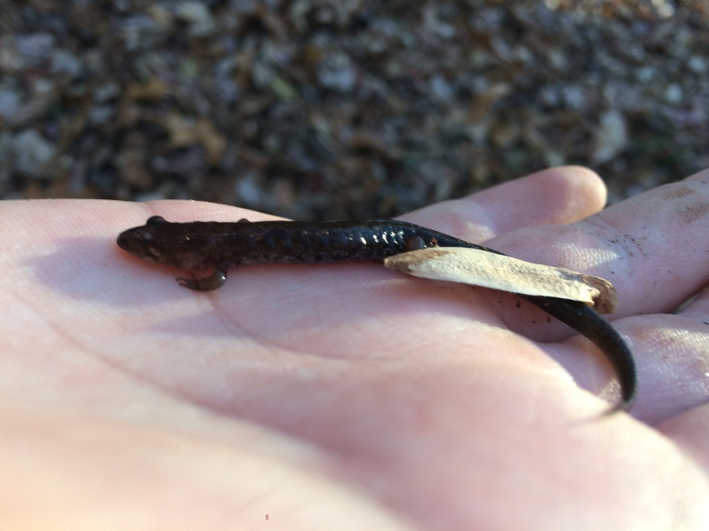 Blue Ridge Dusky Salamander in November 2019 by Max Ramey. Almost ...