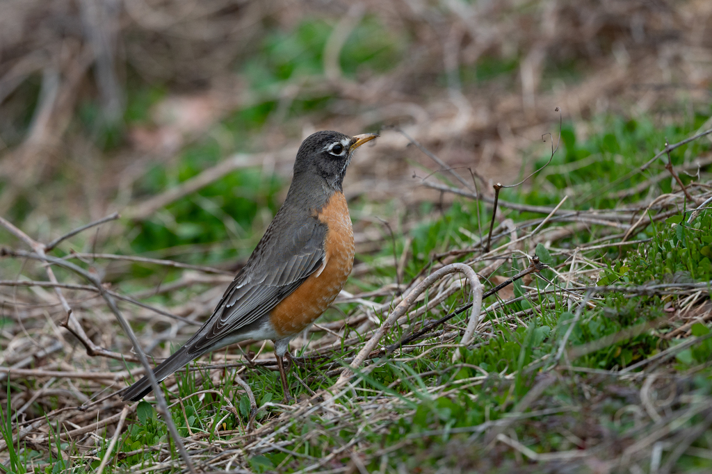 American Robin from Montgomery, Maryland, United States on February 19 ...