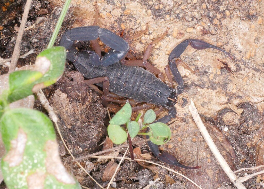 Slender Brown Scorpion from San Andres, Guatemala on February 9, 2026 ...