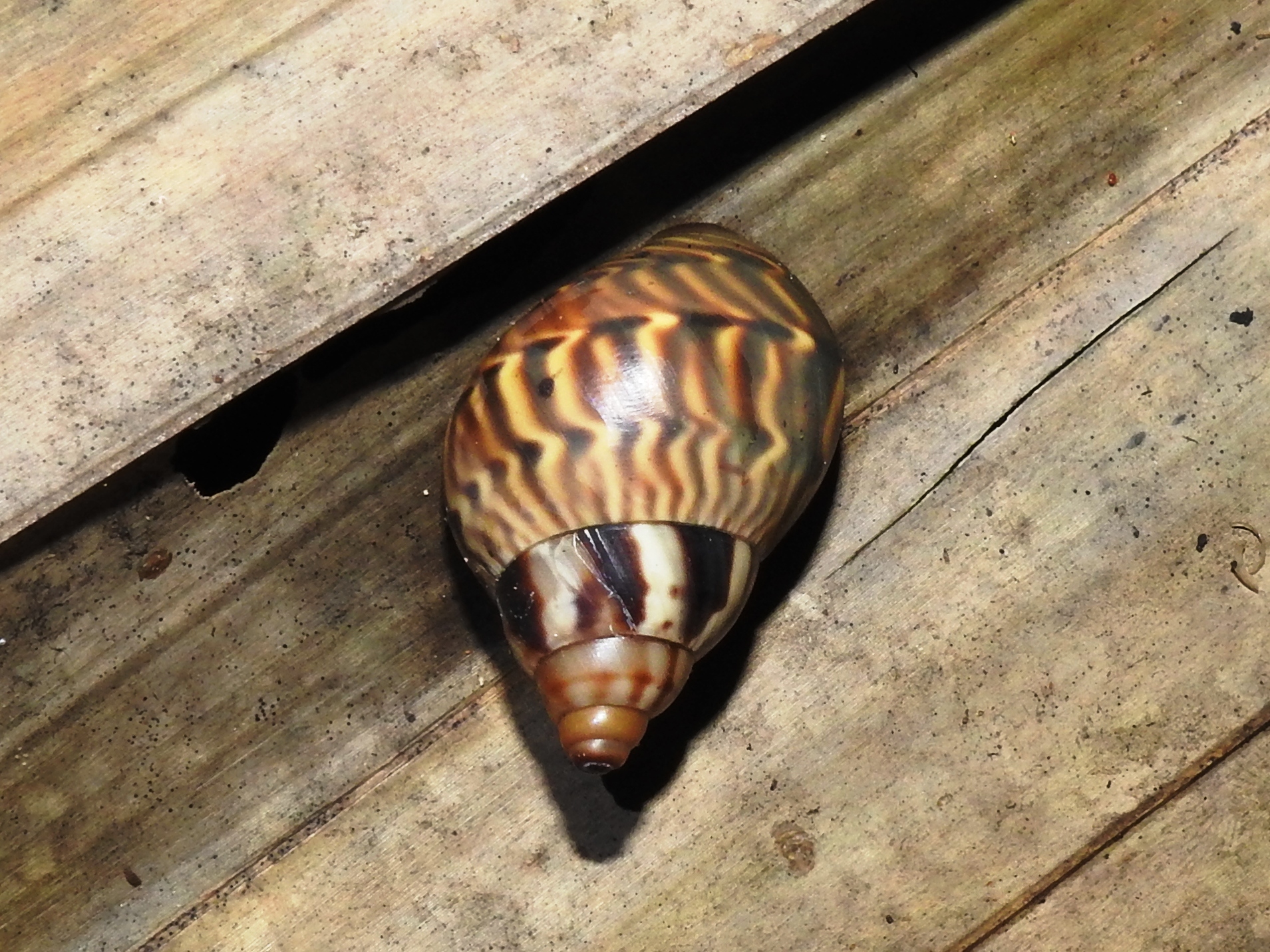 Orthalicus princeps (Broderip, 1833)