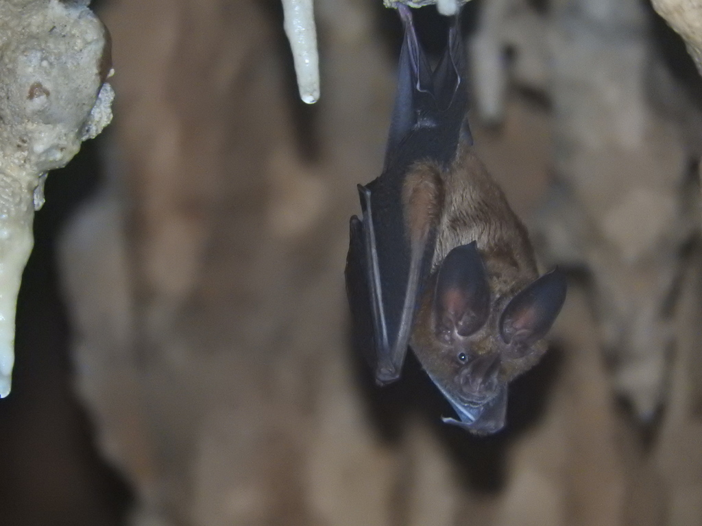 Cozumelan Golden Bat from Xcan, Chemax; Yucatán on February 9, 2020 at ...