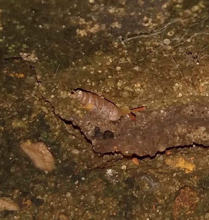 Gulella L.Pfeiffer, 1856