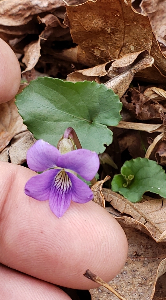 common blue violet from Sardis, MS 38666, USA on February 19, 2020 at ...