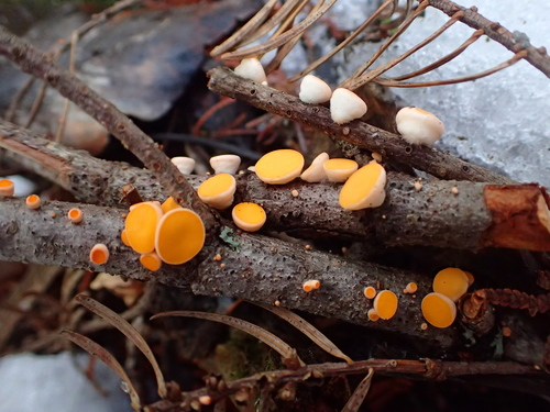 Genus Pithya · iNaturalist