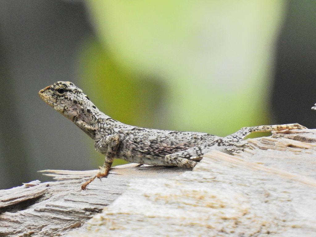Sulawesi Flying Dragon (Draco beccarii) - Snakes and Lizards