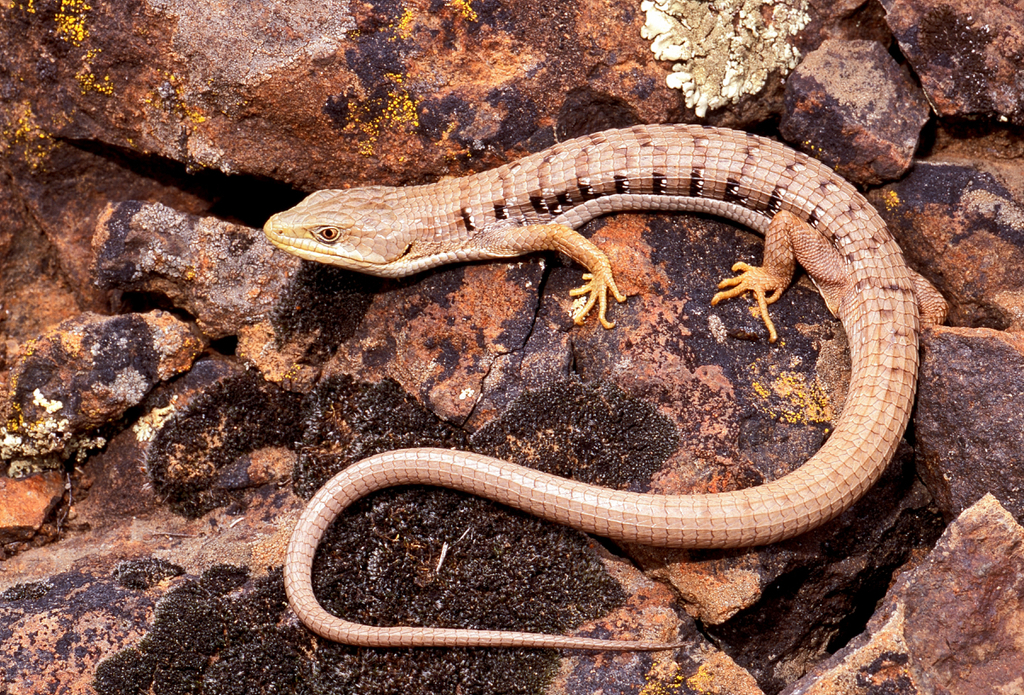 Oregon Alligator Lizard from Grant County, OR, USA on May 29, 2002 at ...