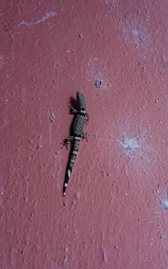 Least Gecko from Zona Sin Asignación, Chetumal, Q.R., México on ...