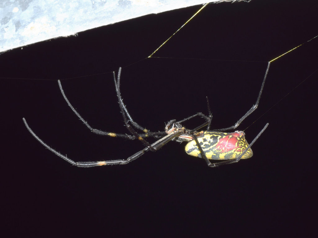 Joro Spider from Hee-Gyathang, Sikkim 737116, India on October 18, 2019 ...