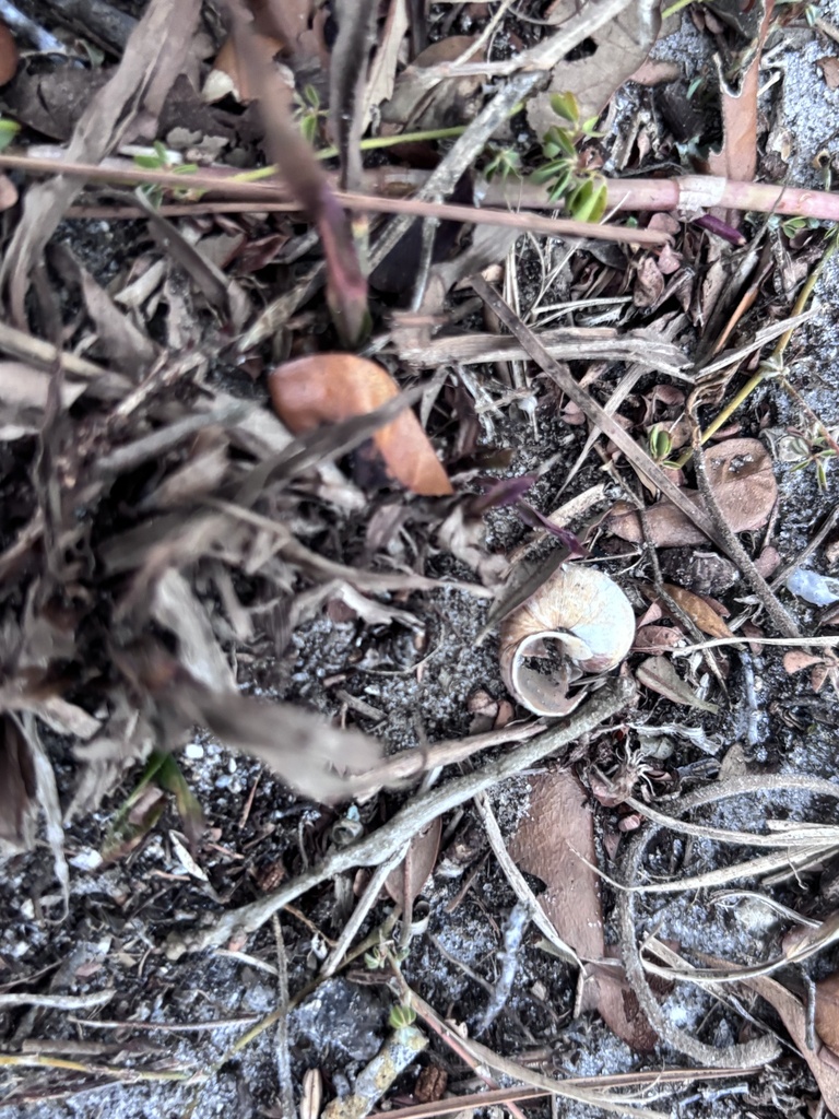 Island Apple Snail from Flying Cow Rd, Wellington, FL, US on February ...