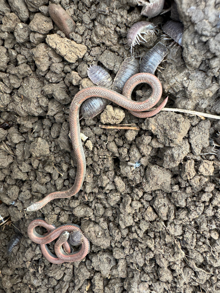 Common Sharp-tailed Snake from Joey Cir, Lower Lake, CA, US on February ...