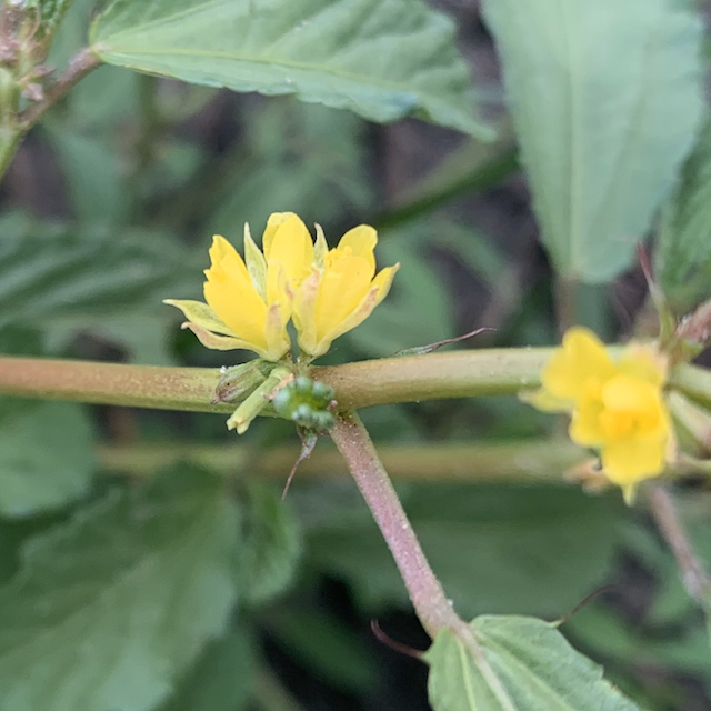 Corchorus tridens L.