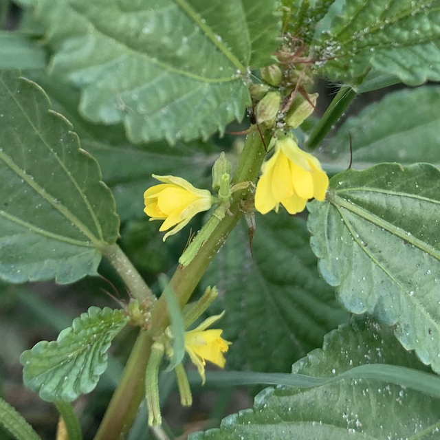 Corchorus tridens L.