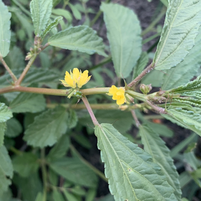 Corchorus tridens L.