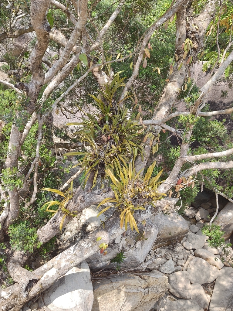 Cryptochilus roseus from 海南省陵水黎族自治县本号镇陵水吊罗山好景河畔民宿 on February 20, 2026 ...