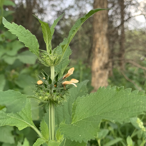 Yellow Lionears (Variety Leonotis nepetifolia africana) · iNaturalist