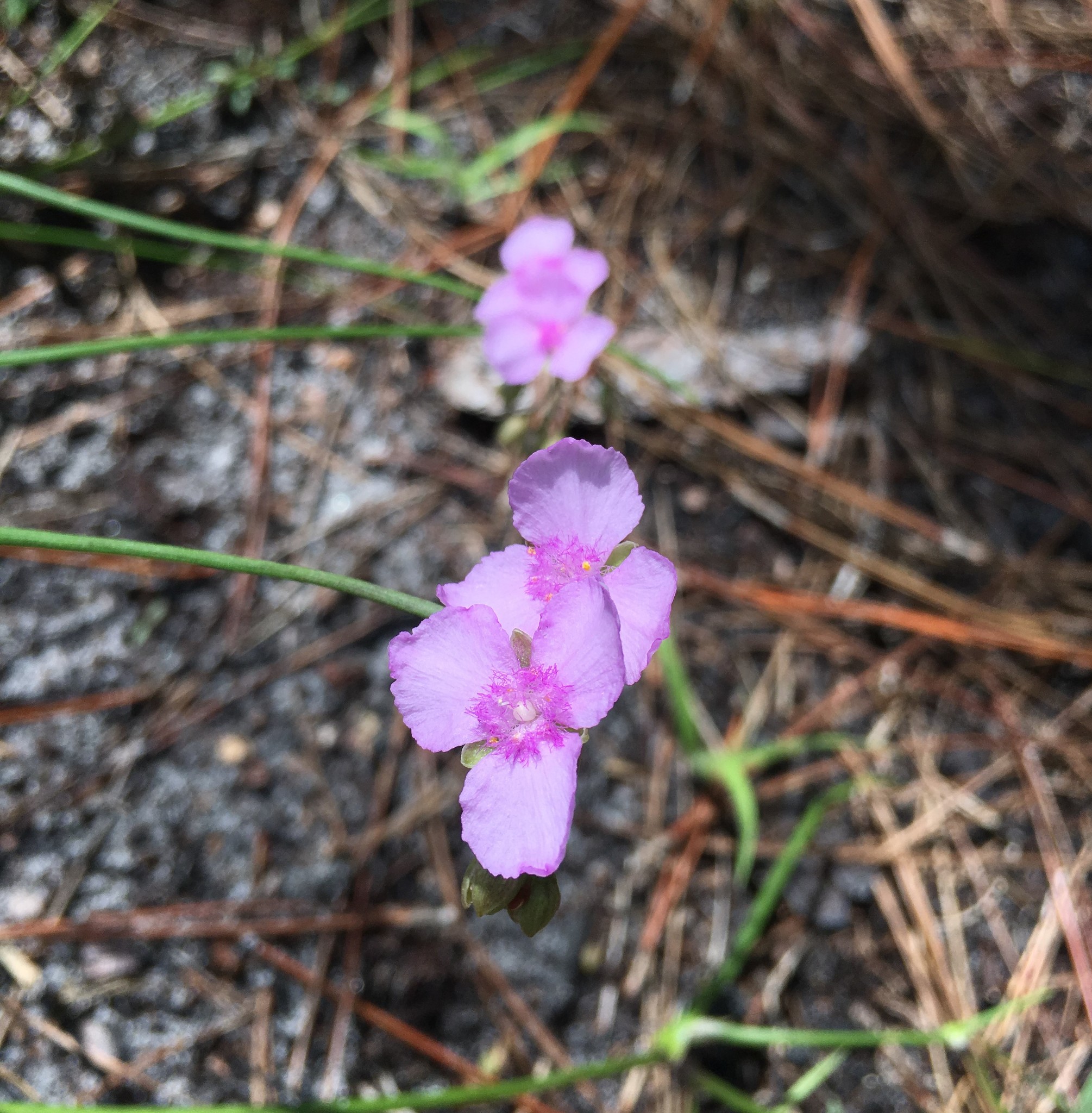 Callisia rosea (Vent.) D.R.Hunt