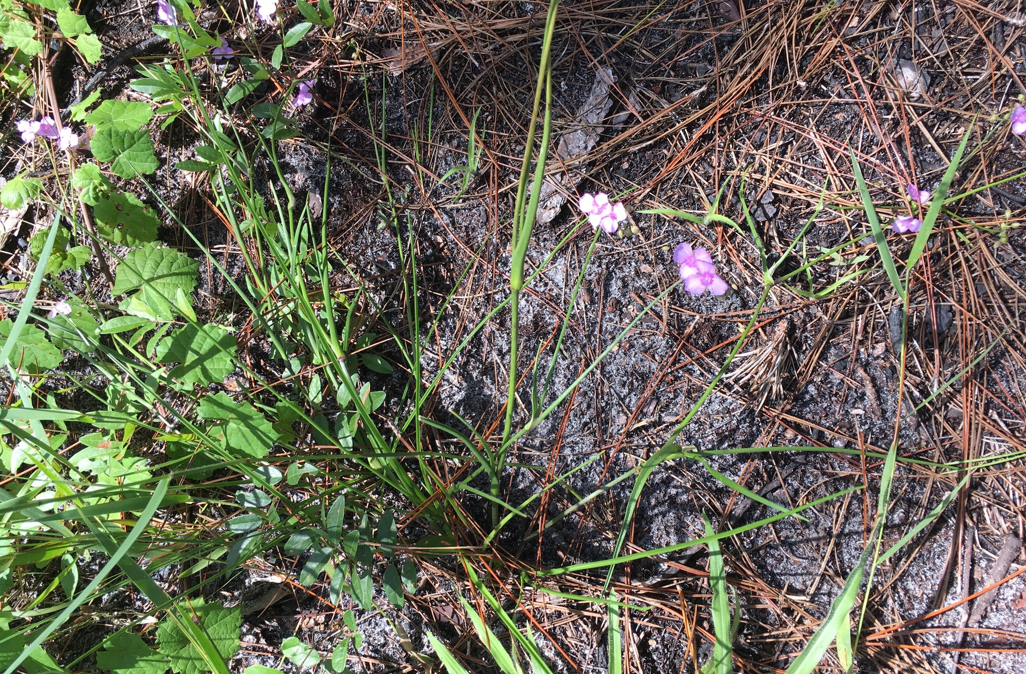 Callisia rosea (Vent.) D.R.Hunt