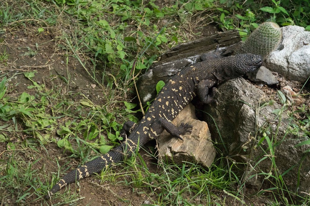 Guatemalan Beaded Lizard from Cabañas, Guatemala on August 30, 2017 at ...