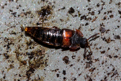 Genus Dinarda · iNaturalist