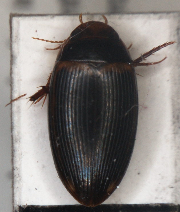 Copelatus from Chiltern Hills, Westville, 3629, South Africa on March ...