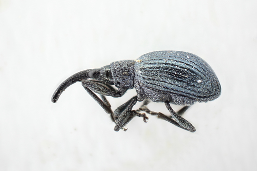 Cyanapion columbinum · iNaturalist