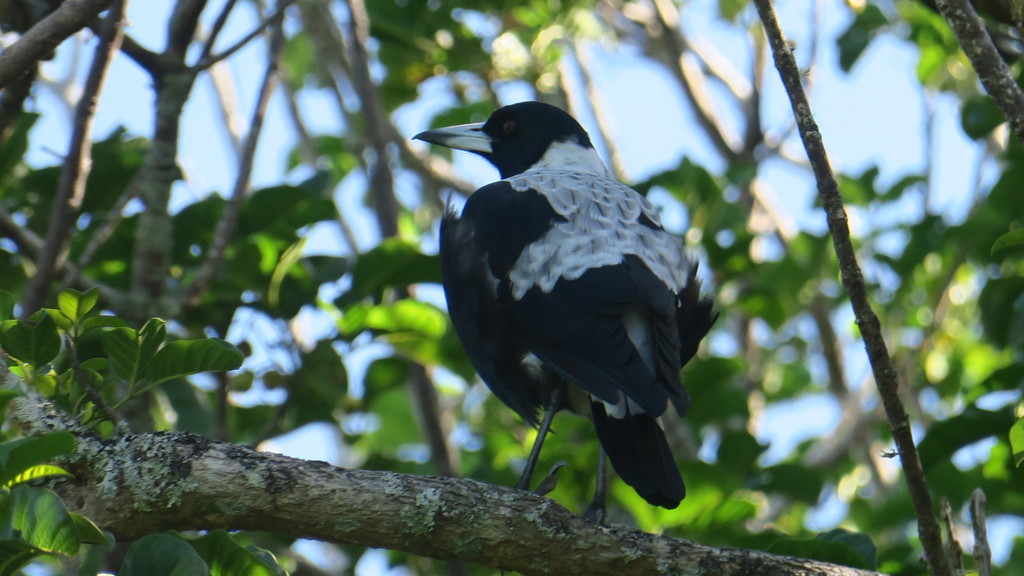 Australian Magpie from Welbourn, New Plymouth, New Zealand on February ...