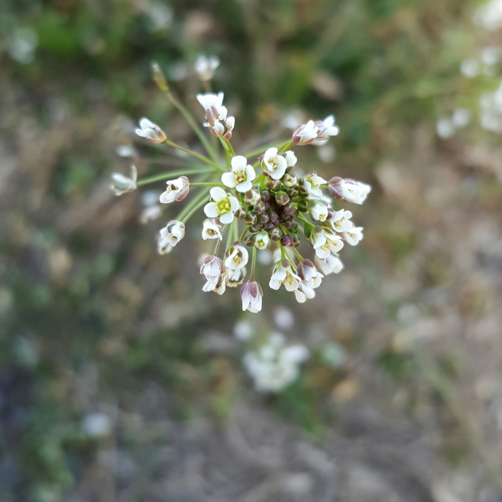 shepherd's-purse from 10098 Rivoli TO, Italia on February 20, 2020 at ...