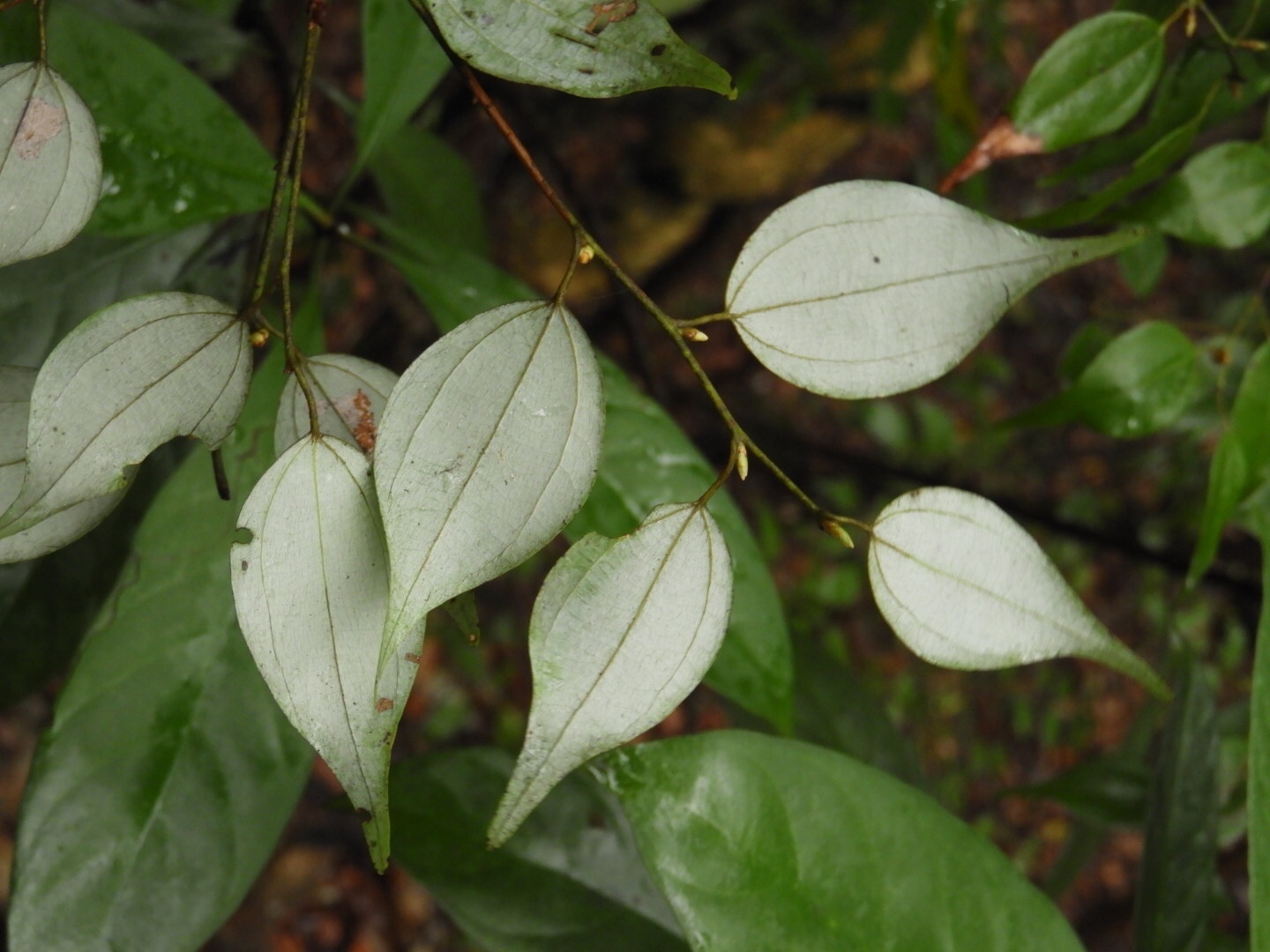 Lindera aggregata (Sims) Kosterm.