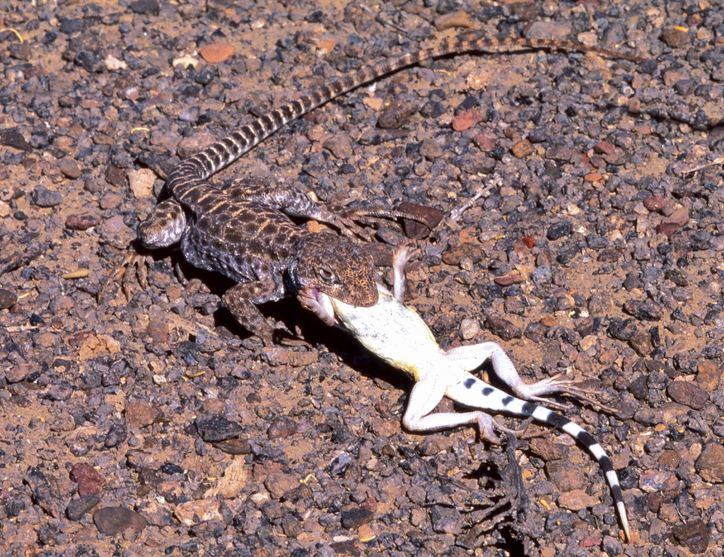 Zebra-tailed Lizard from Washoe County, NV, USA on July 08, 1997 by ...