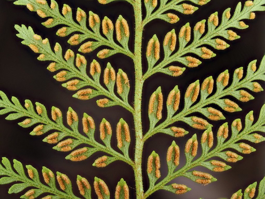 bracken family (Dennstaedtiaceae) - Botanical Realm