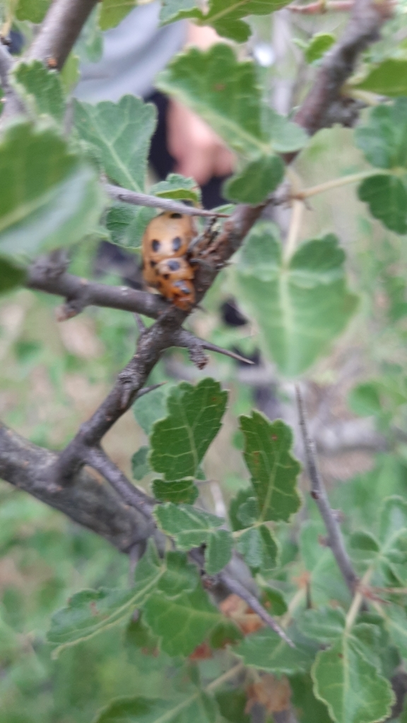 Diamphidia nigroornata from Kruger Park, South Africa on January 24 ...