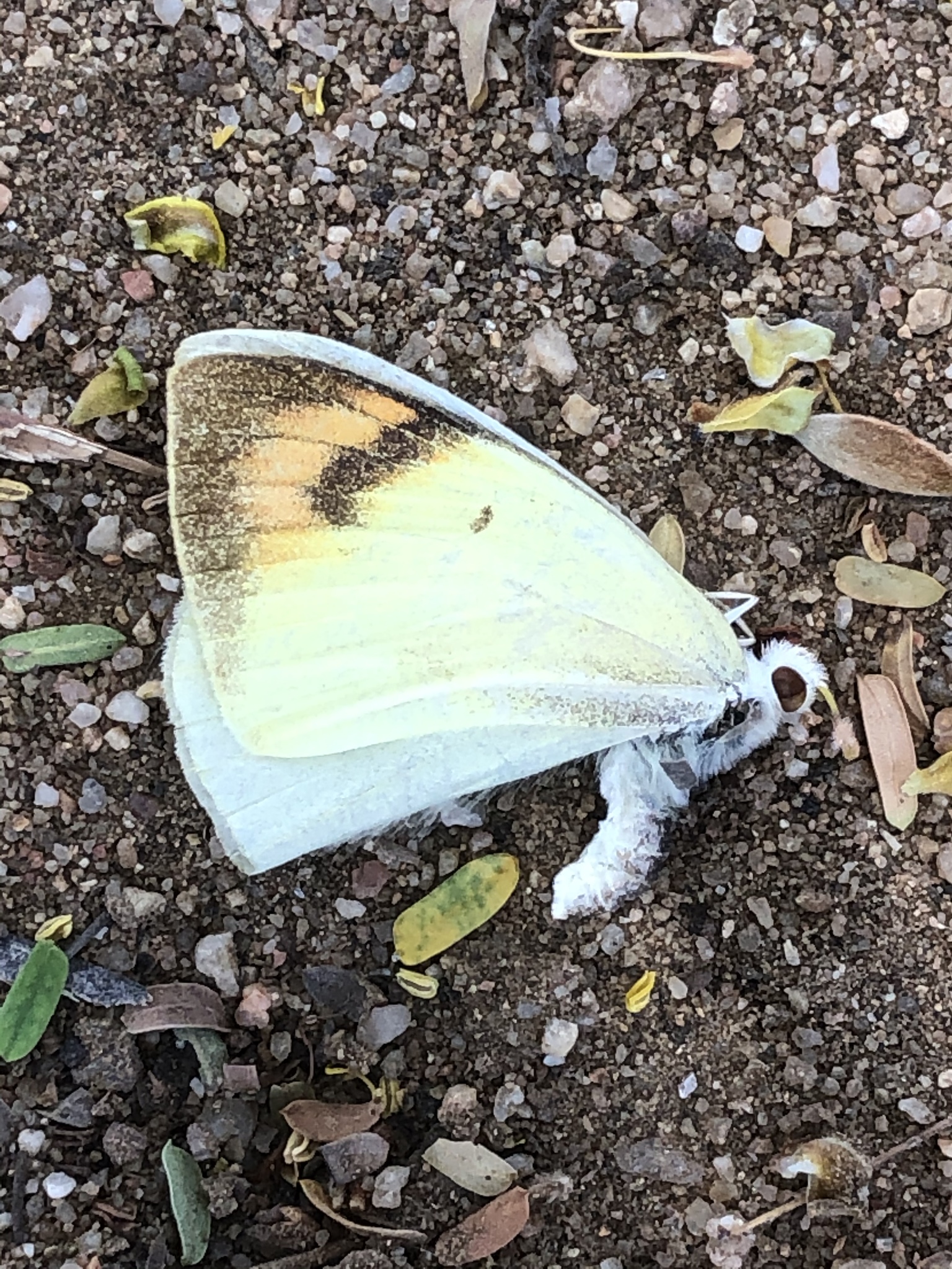 Teracolus subfasciatus Swainson, 1833