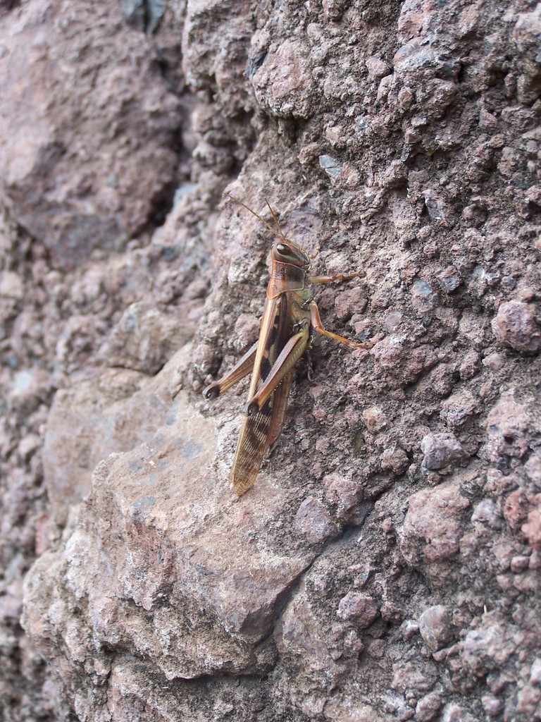 Red Locust (Grasshoppers, Locusts and allies of South Africa) · iNaturalist