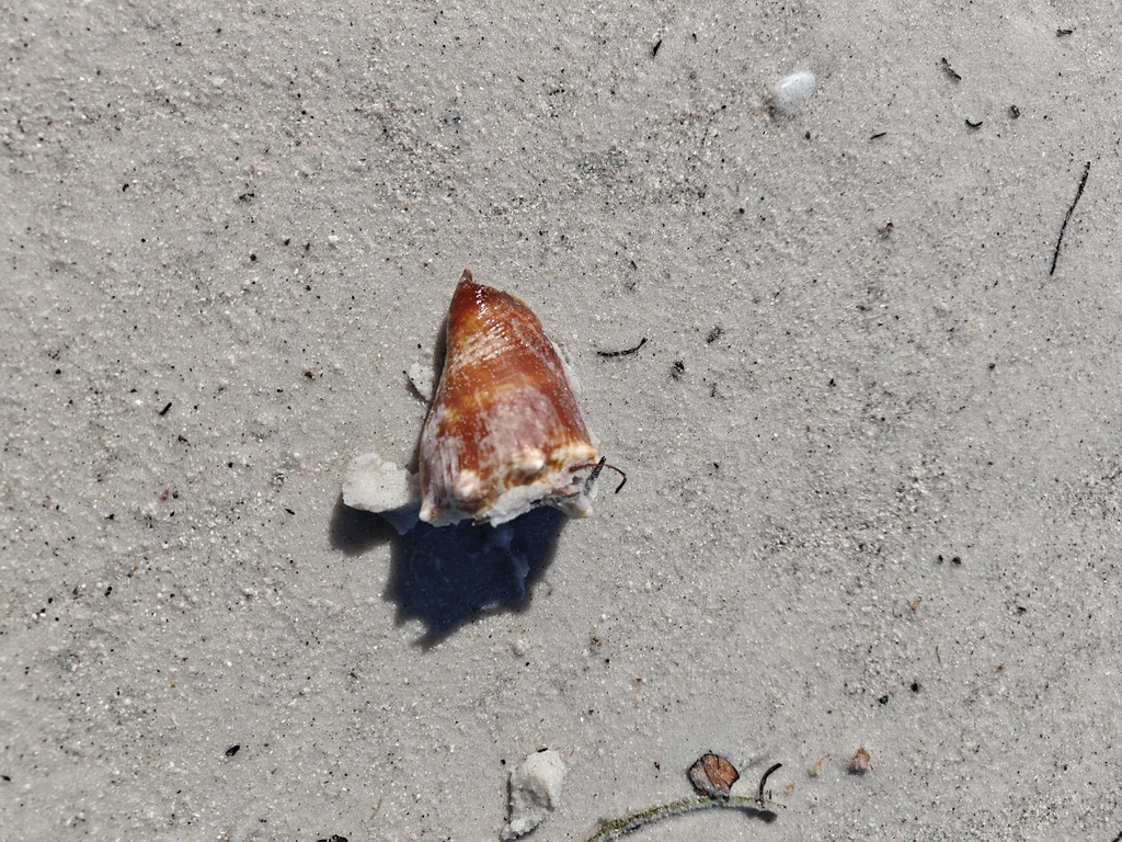 Fighting Conch from Bradenton Beach on February 23, 2026 at 10:24 AM by ...