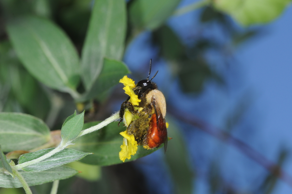 Tricolored Oil-Digger (Abejas de Córdoba) · iNaturalist